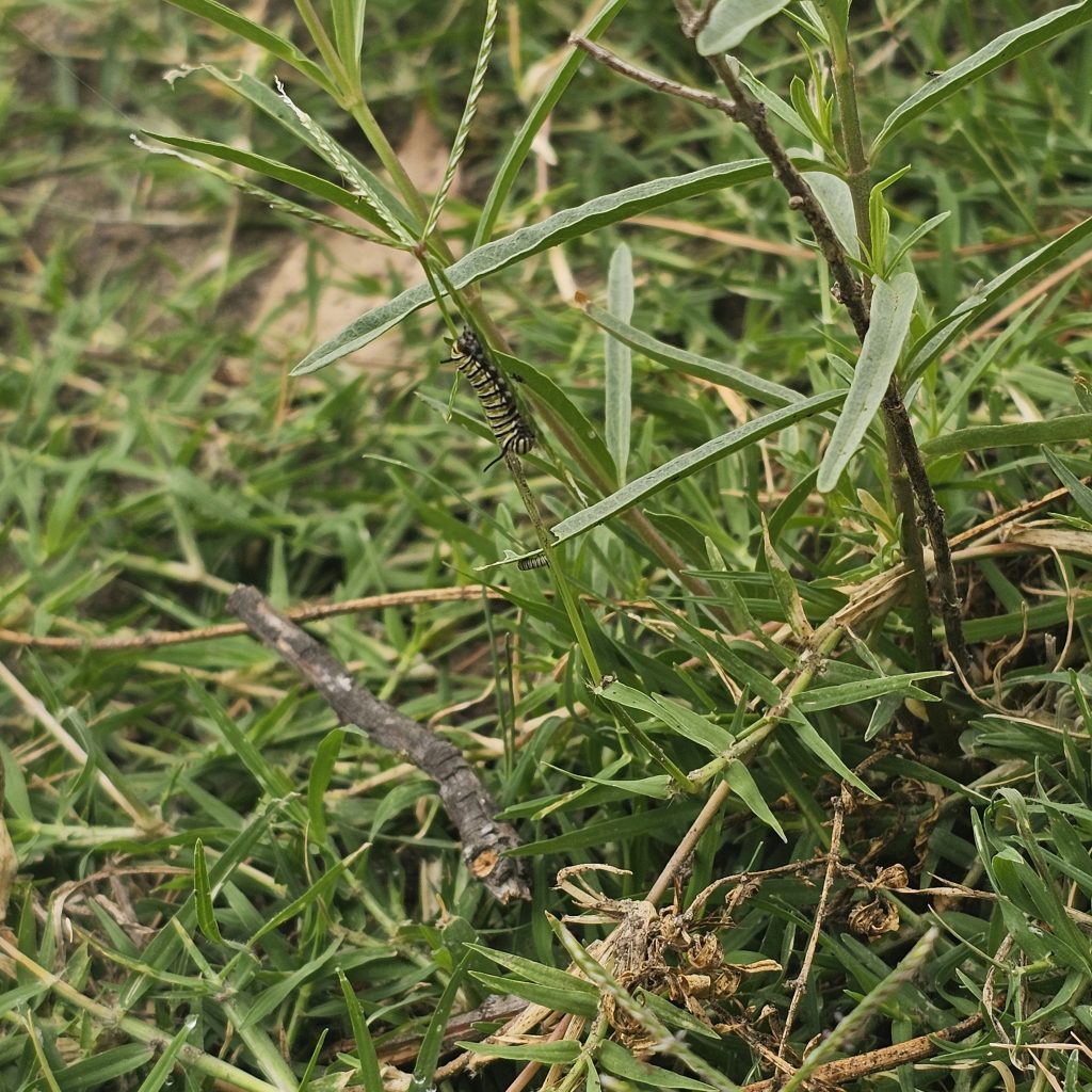 Monarch Multi-egg Mystery - Environment for the Americas