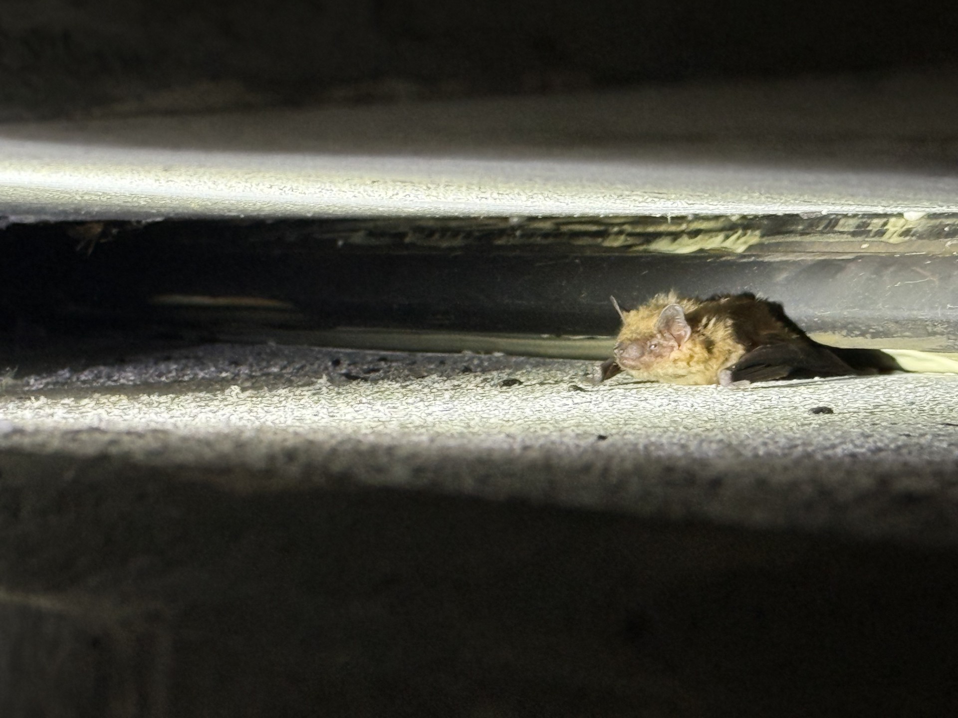 Bat Acoustic Data Analysis: My Favorite Part - Environment for the Americas
