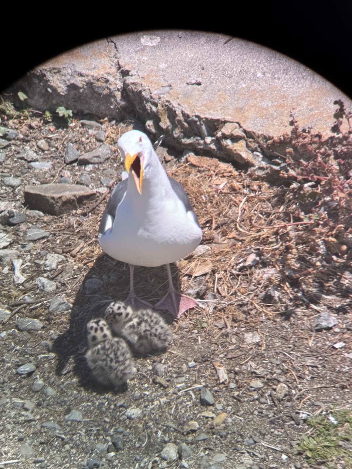 Bird Chicks! - Environment for the Americas