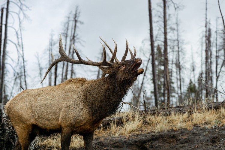 Elk Rut Season @ RMNP - Environment for the Americas