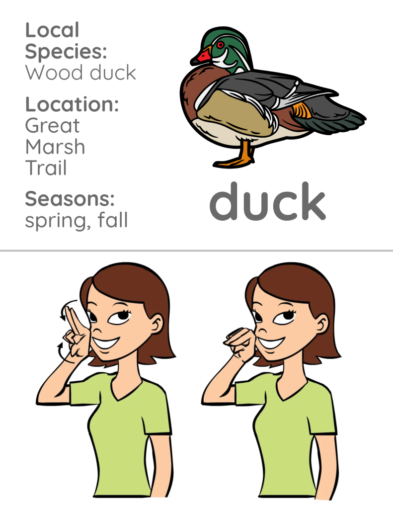 Accessibility in Action: ASL, Access Passes, and Adaptive Birding Tools ...