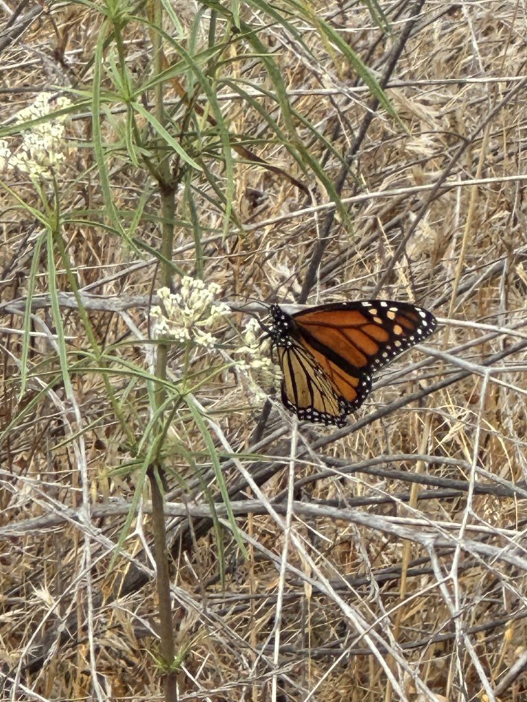 The Behavior of Monarchs and how they See our World - Environment for ...