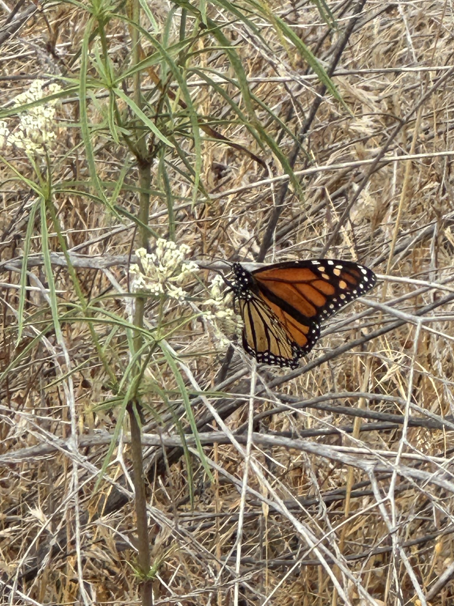 The Behavior of Monarchs and how they See our World - Environment for ...