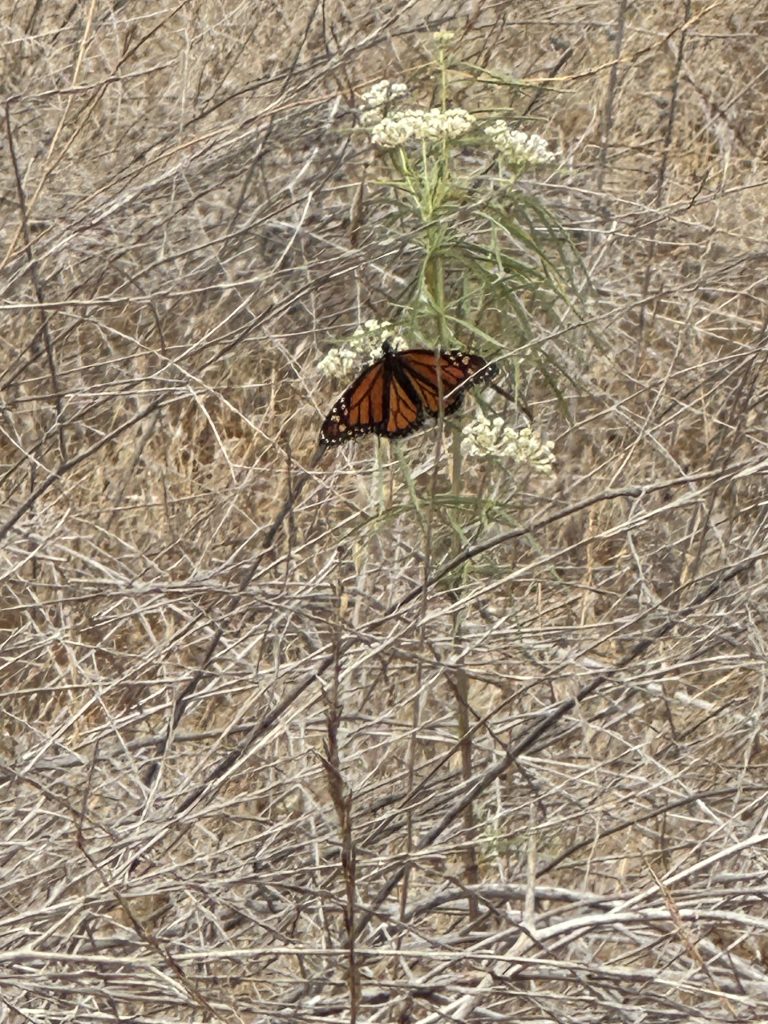 The Behavior of Monarchs and how they See our World - Environment for ...