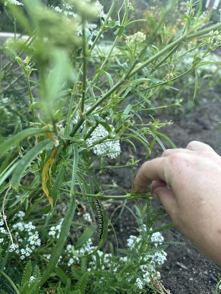 The Behavior of Monarchs and how they See our World - Environment for ...