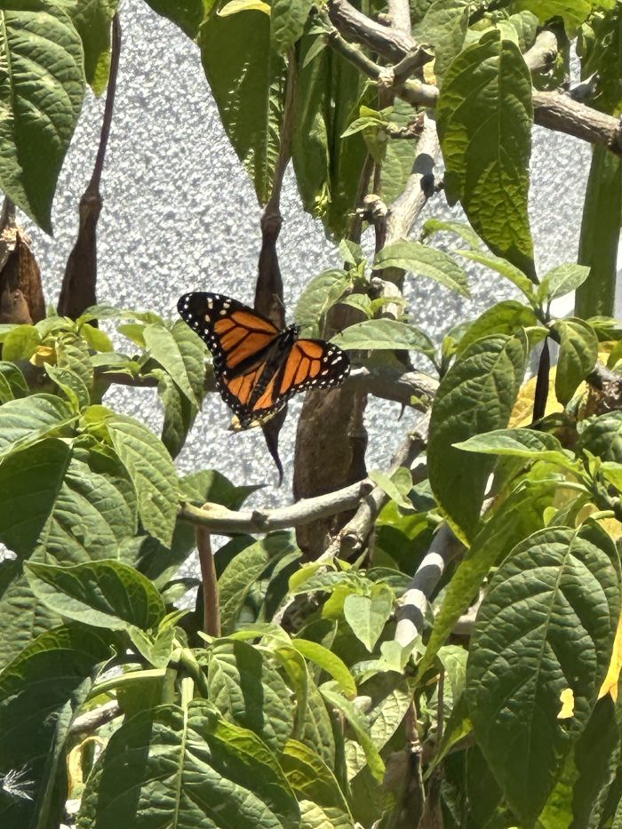 The Behavior of Monarchs and how they See our World - Environment for ...