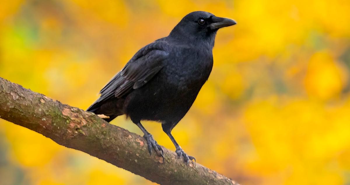 How to befriend your neighborhood crows! - Environment for the Americas