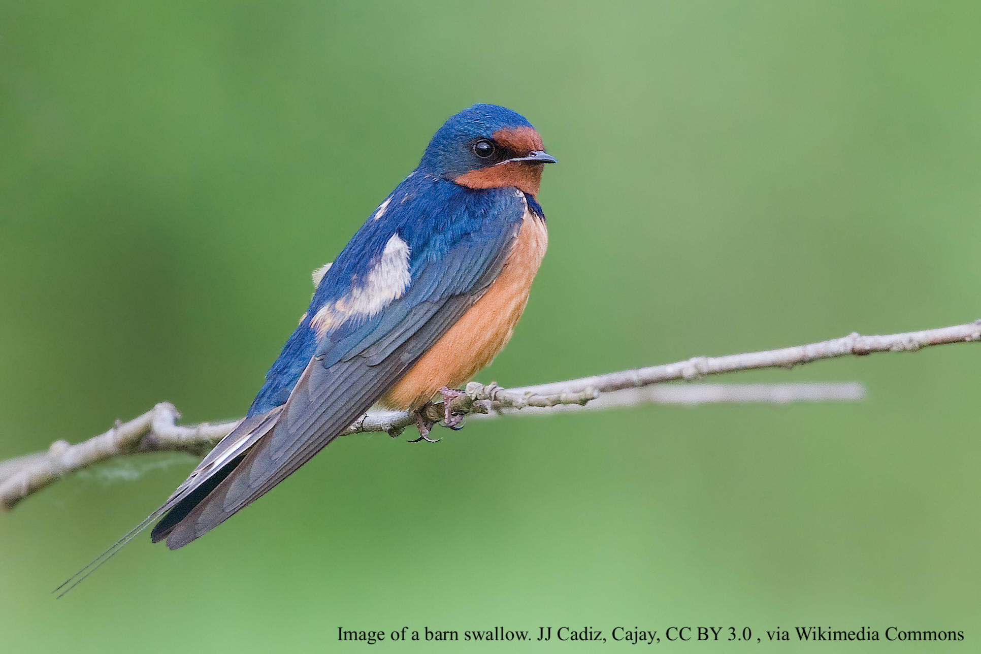 You care about birds? You care about bugs. - Environment for the Americas