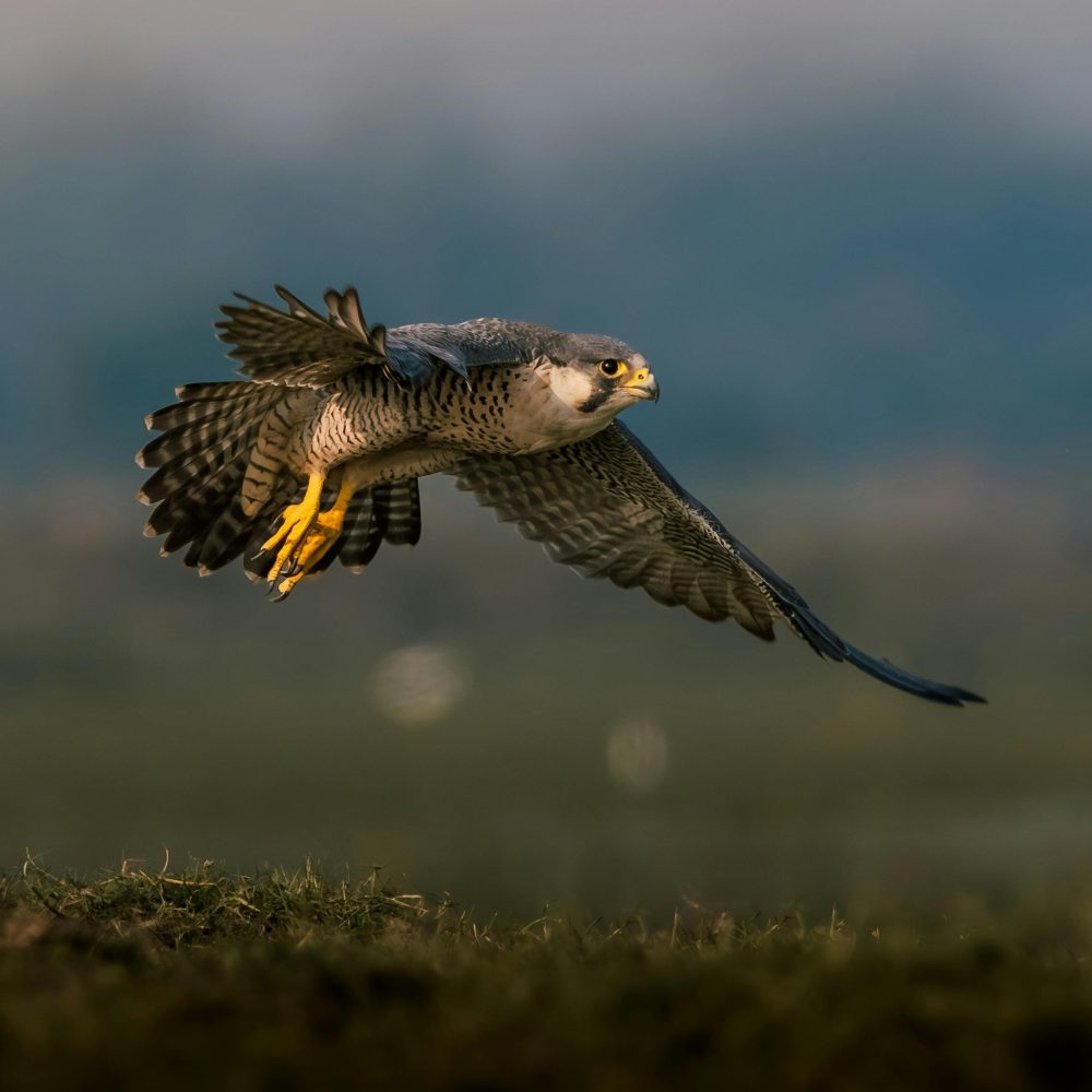 Light Pollution and Bird Migration - Environment for the Americas