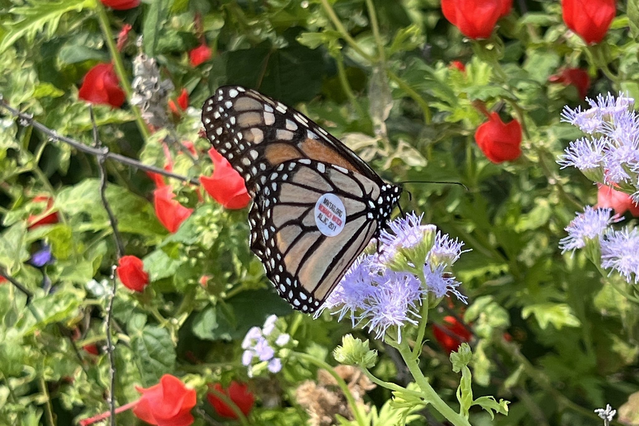 My First Monarch Tagged in Fall and Curiosity - Environment for the ...