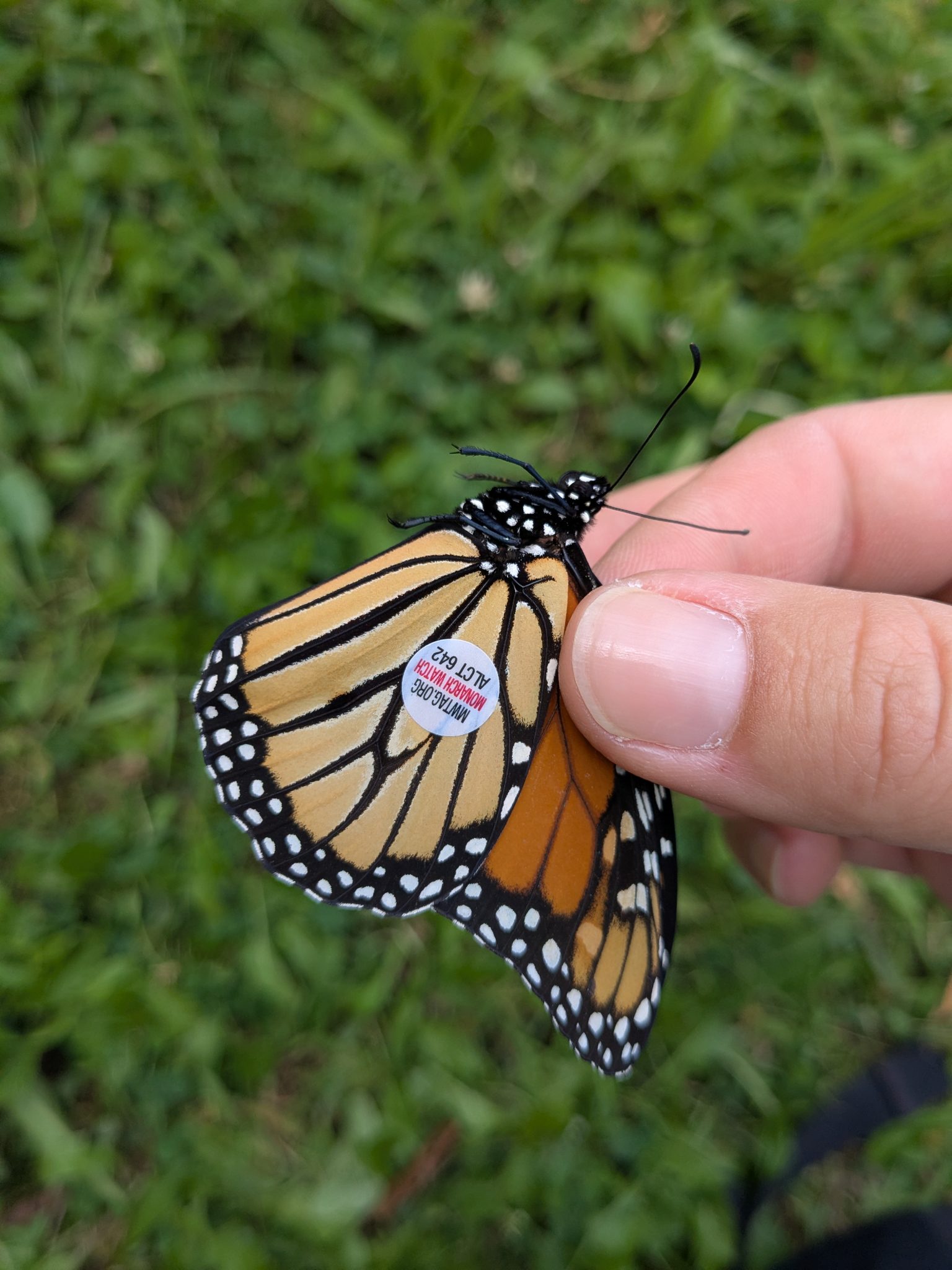 Monarch Tagging - Environment for the Americas