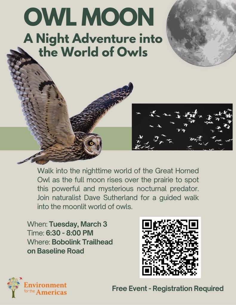March Owl Moon: A Night Adventure into the World of Owls - Environment ...