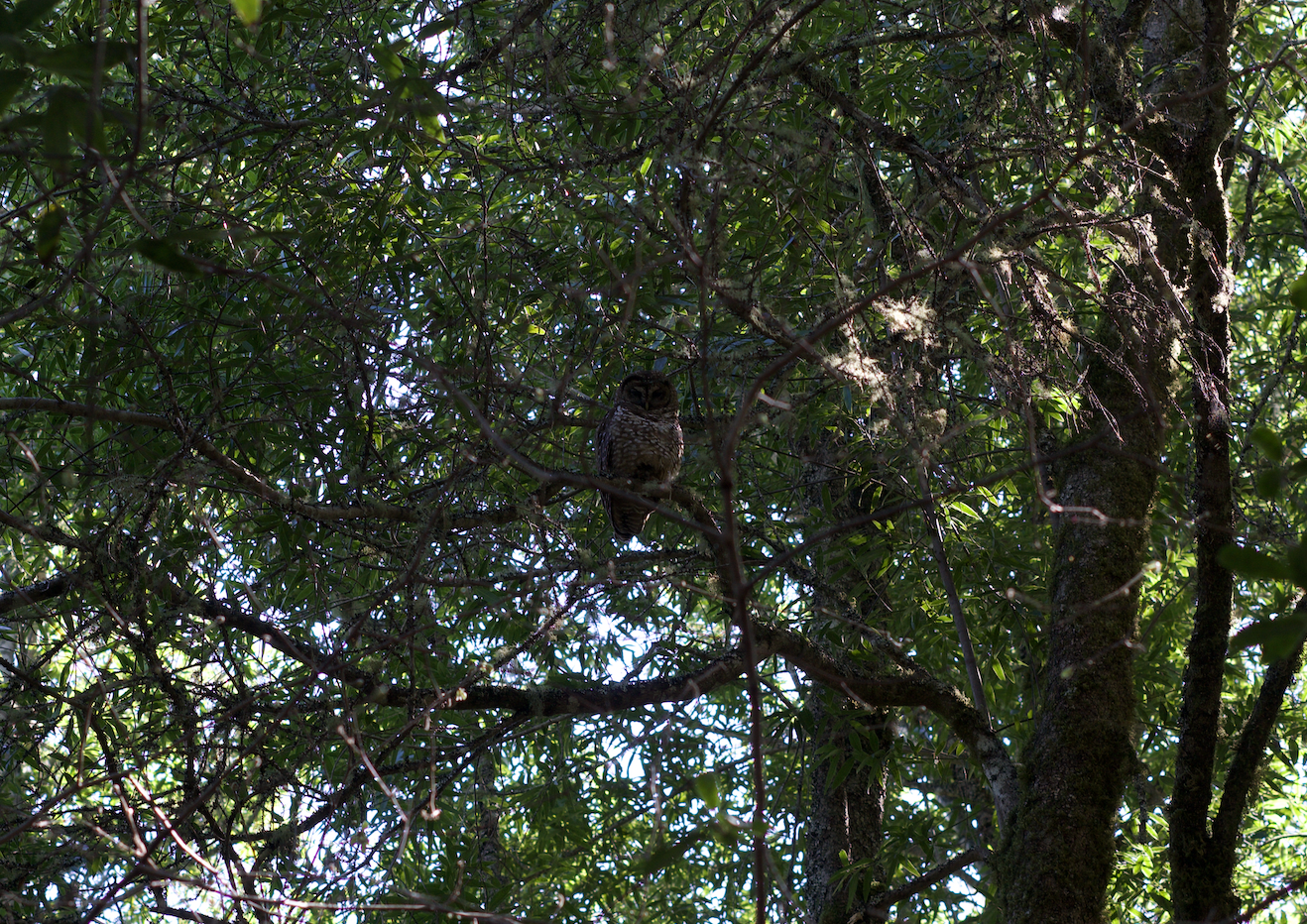 Phoebe's field notes - I Join Wildlife Track n Field - Environment for ...