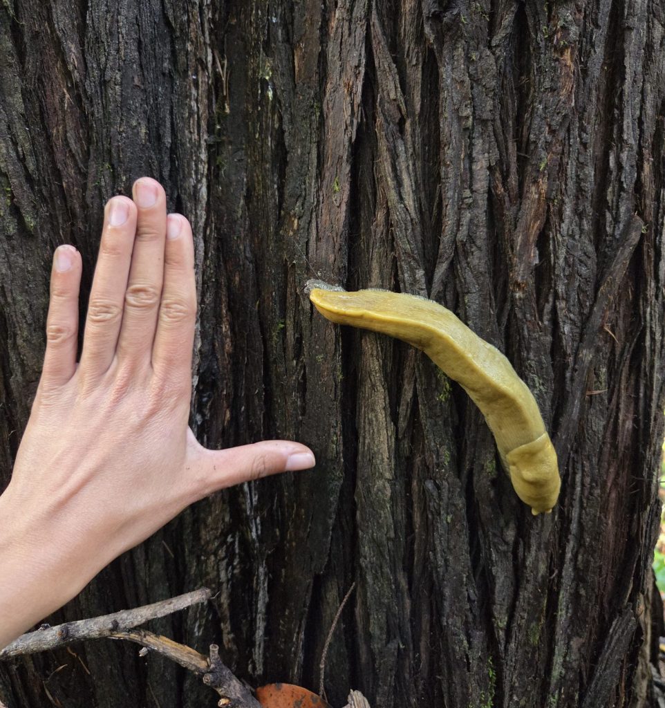 W(hoo)'s there? Threatened species and sore muscles - Environment for ...