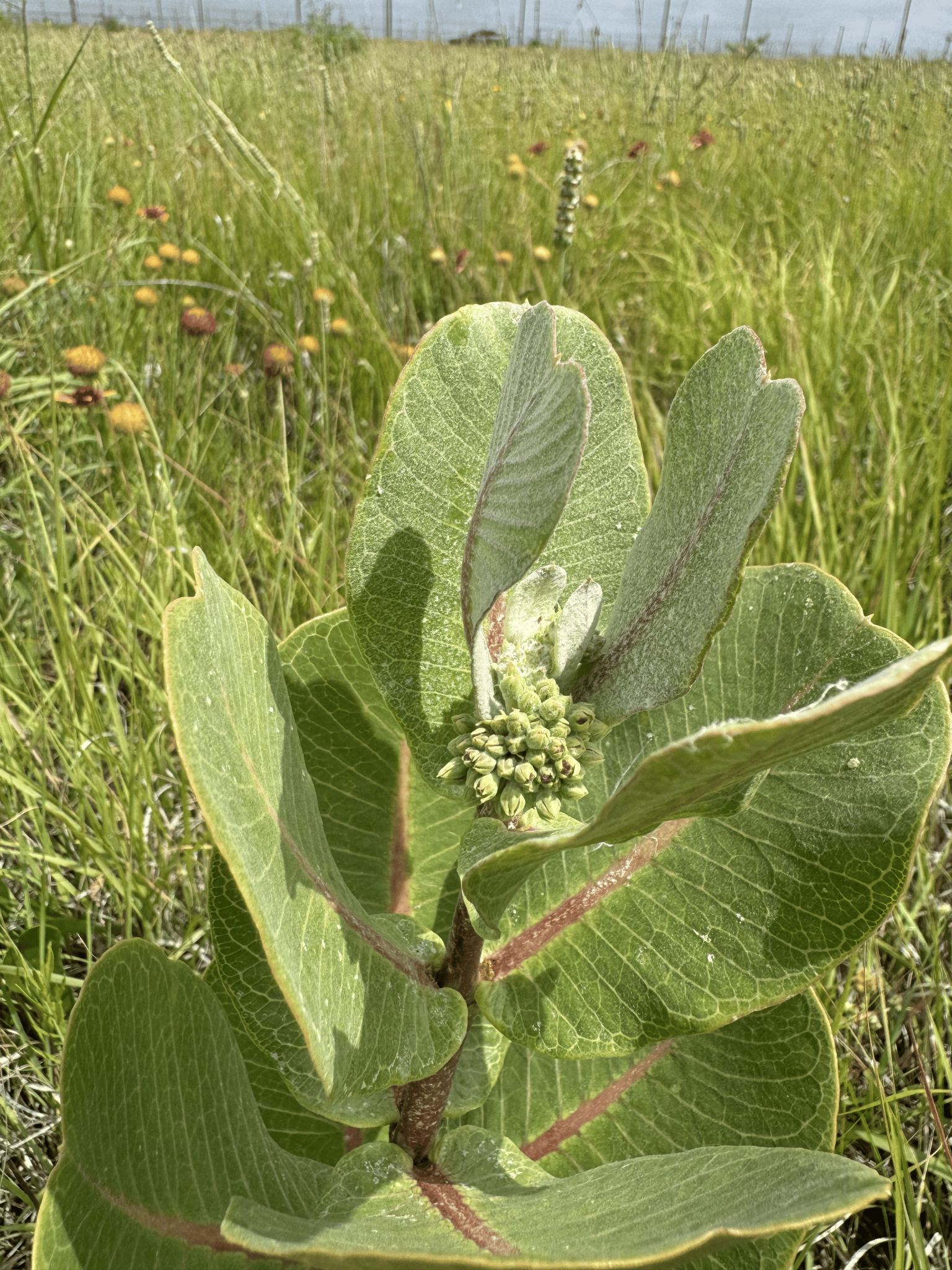 Identifying Milkweed: A key to understanding the host plant of the ...