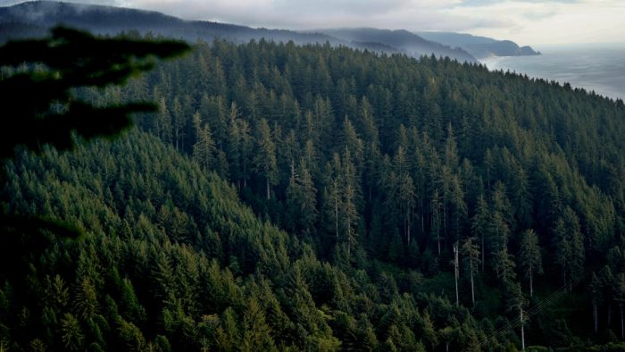 Tides, Trees, and Trails: Exploring the Siuslaw National Forest ...