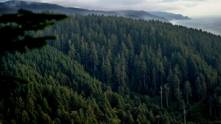 Tides, Trees, and Trails: Exploring the Siuslaw National Forest ...