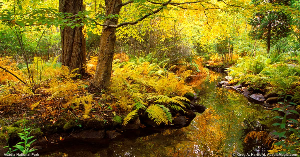 Acadia in Shades of Green - Environment for the Americas