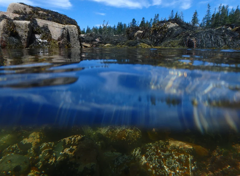 Acadia in Shades of Green - Environment for the Americas
